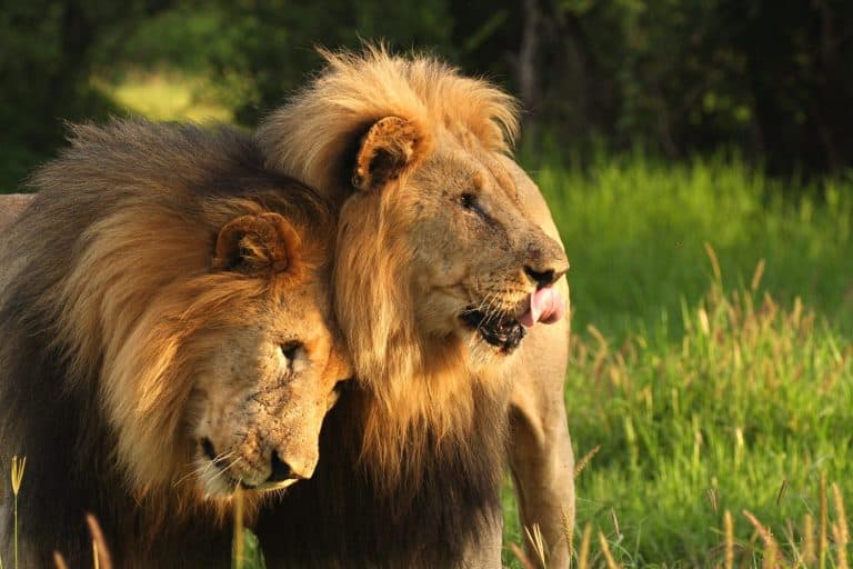 Why Do Lions Have Manes? The Truth Behind the Fur - A-Z Animals