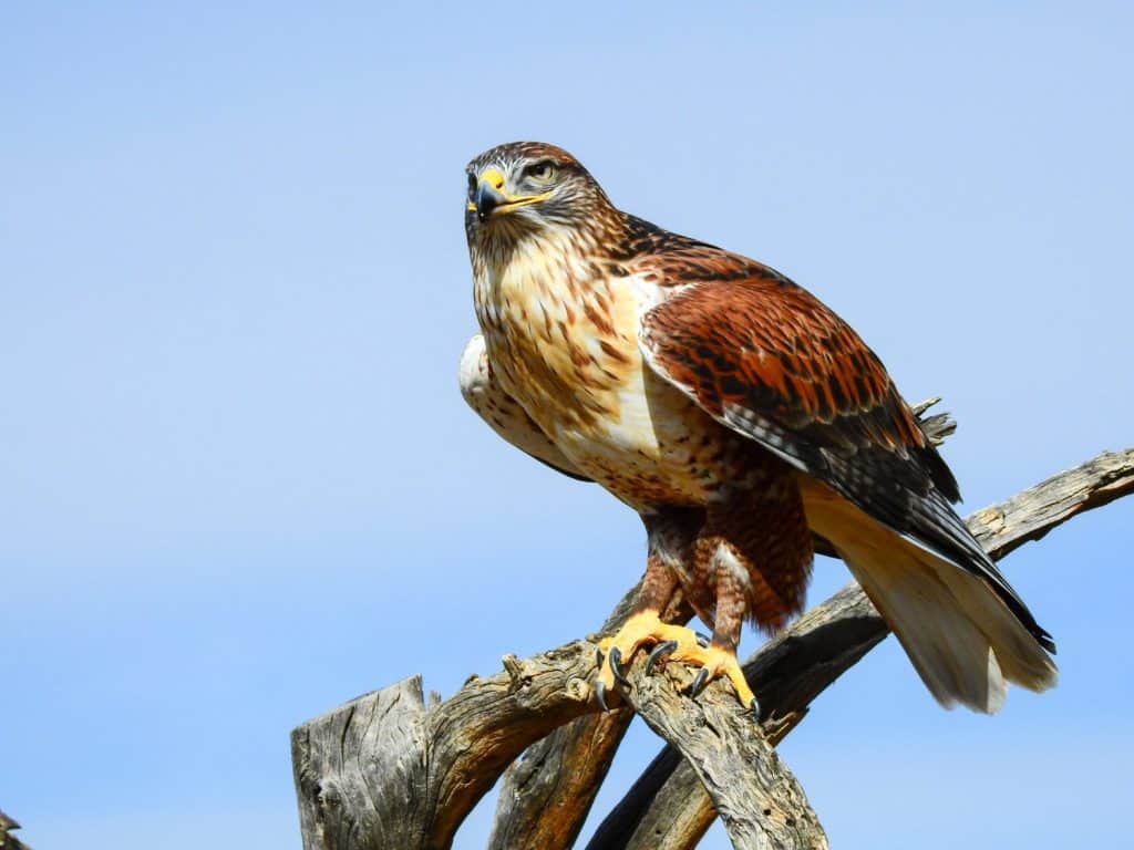 These Birds Have Talons Bigger Than Bear Claws - A-Z Animals