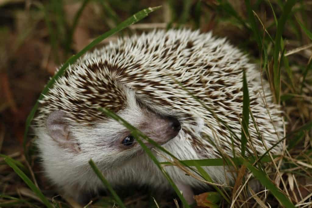 Is Your Hedgehog Foaming? It’s Not Rabies—It’s a Natural Behavior ...