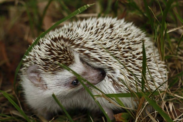 Is Your Hedgehog Foaming? It’s Not Rabies—It’s a Natural Behavior ...