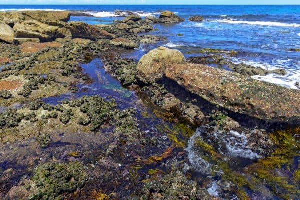 Mollusk Animal Facts - Mollusca - A-Z Animals