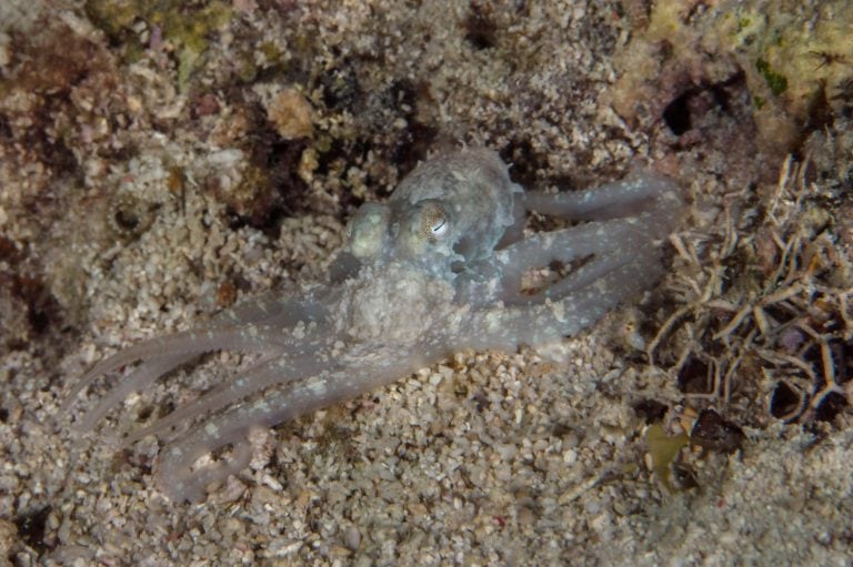 octopus invertebrate
