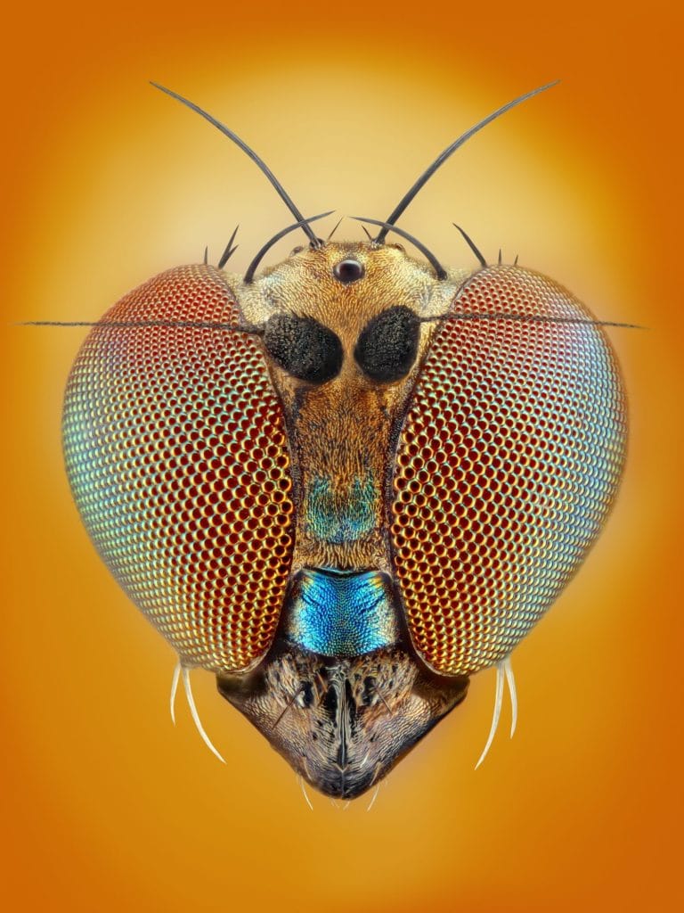 20 Moments in Nature That Took Our Breath Away - A-Z Animals