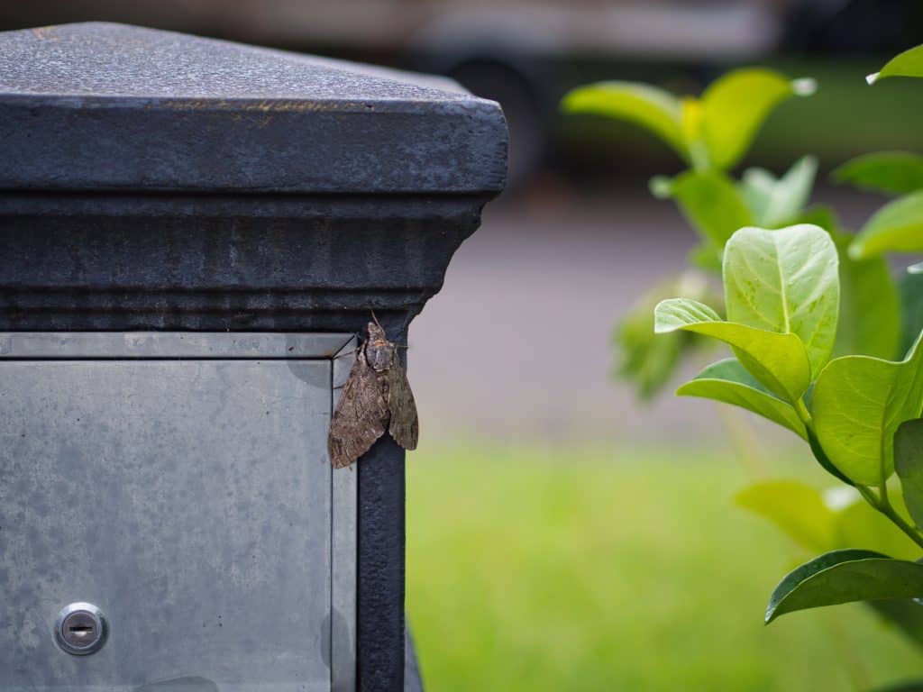 Celestial Navigation: The Moth That Migrates 600 Miles Via Starlight ...
