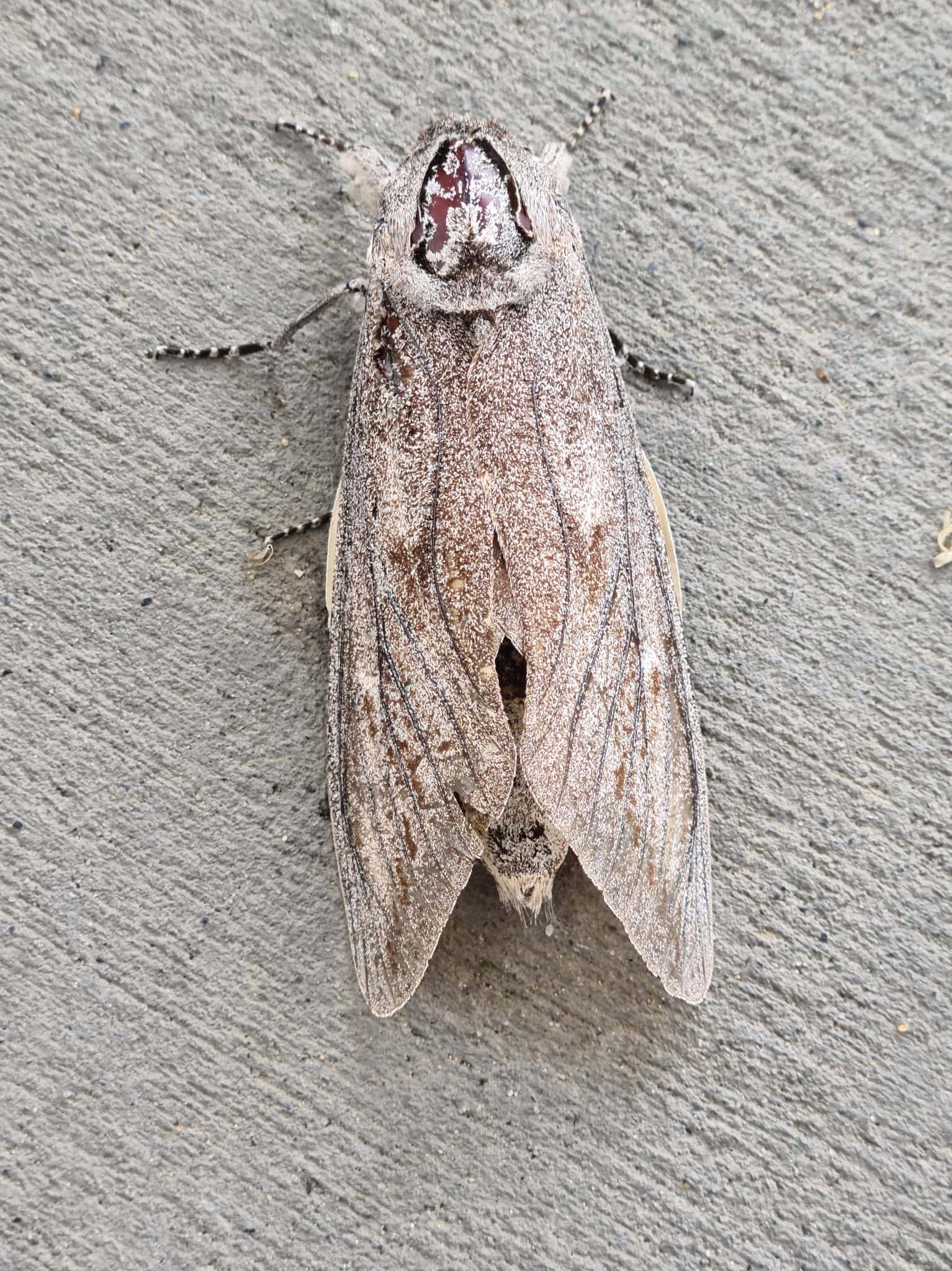 Discover the Giant Fluffy Cecropia Moth of North America - A-Z Animals