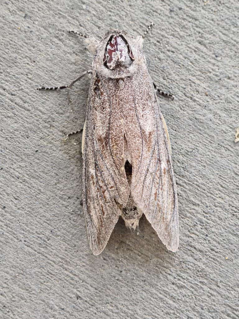 These Tiny Moths Navigate Hundreds of Miles Using the Stars - A-Z Animals