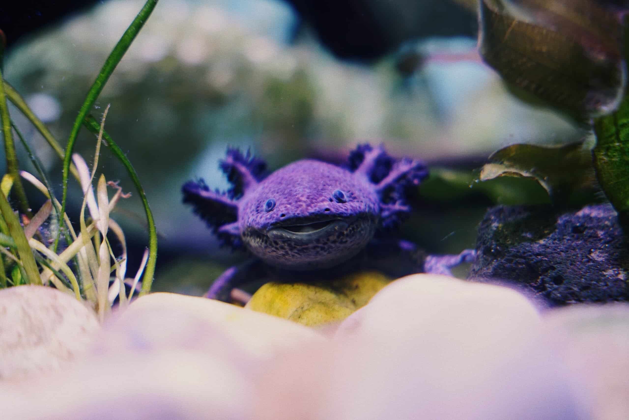 Bird Axolotl
