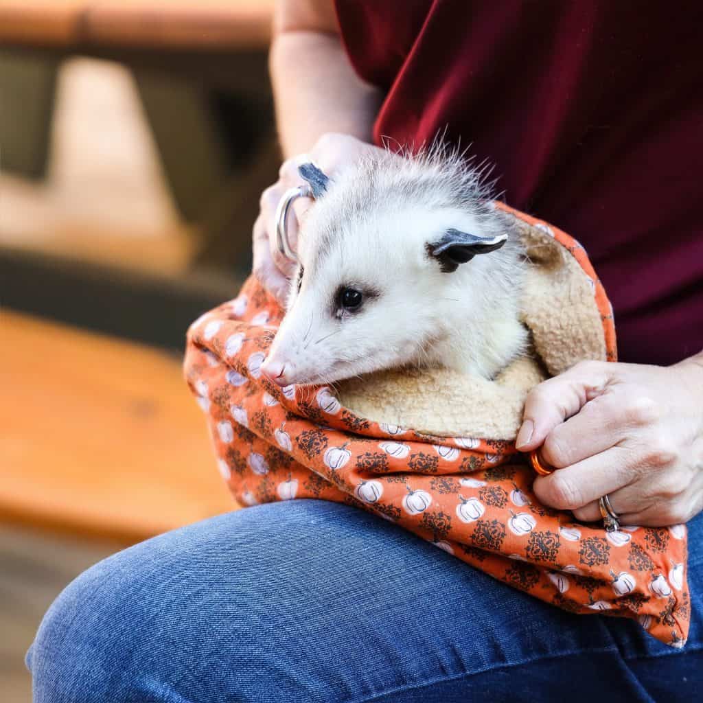 Mark Your Calendar for These Fall Animal Events - A-Z Animals