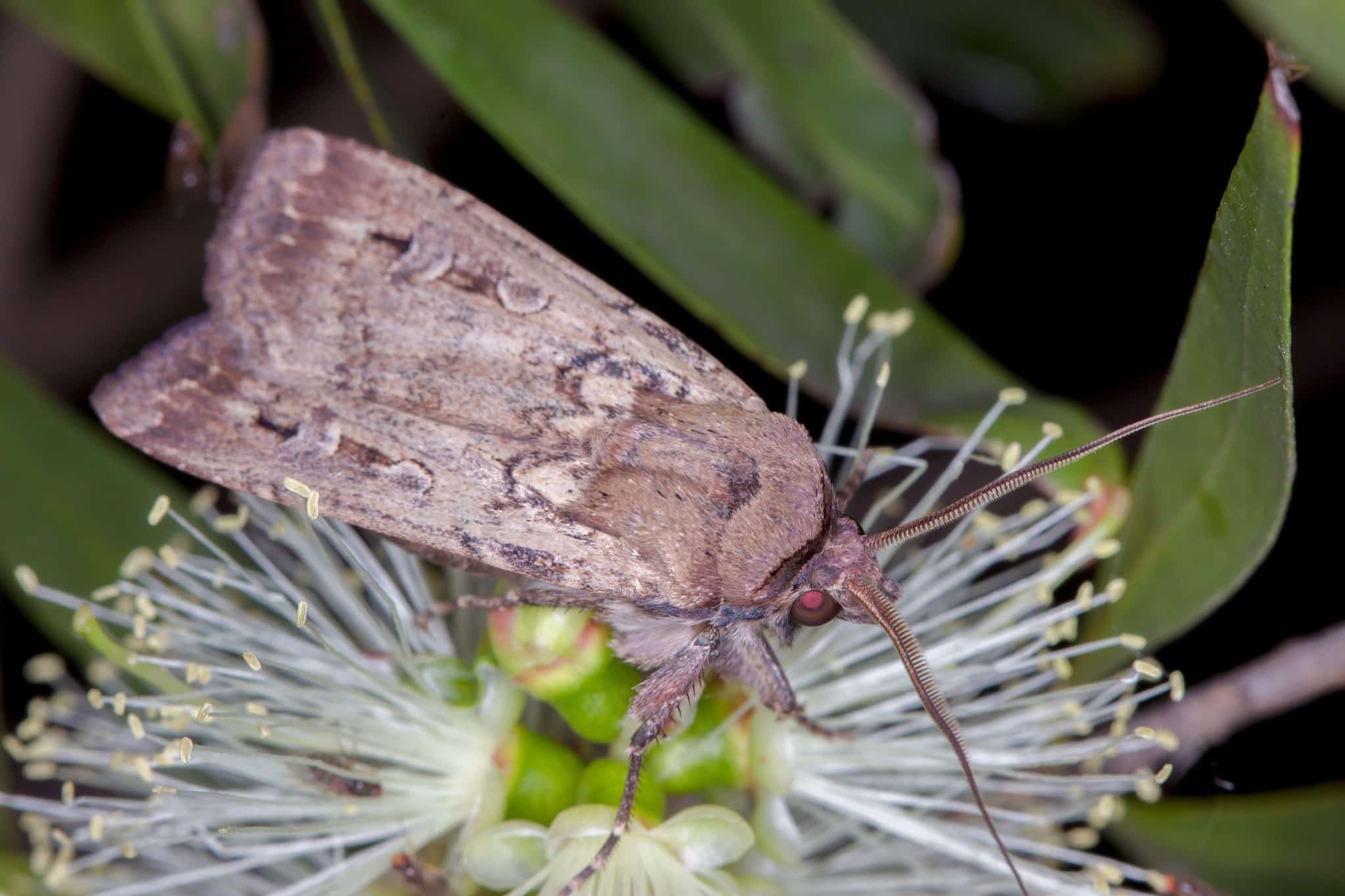 Celestial Navigation: The Moth That Migrates 600 Miles Via Starlight ...