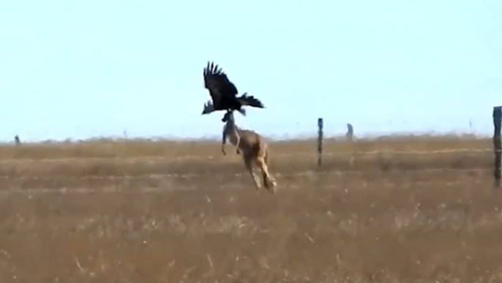 Kangaroo Outsmarts Apex Predator in Shocking Wildlife Encounter - A-Z ...