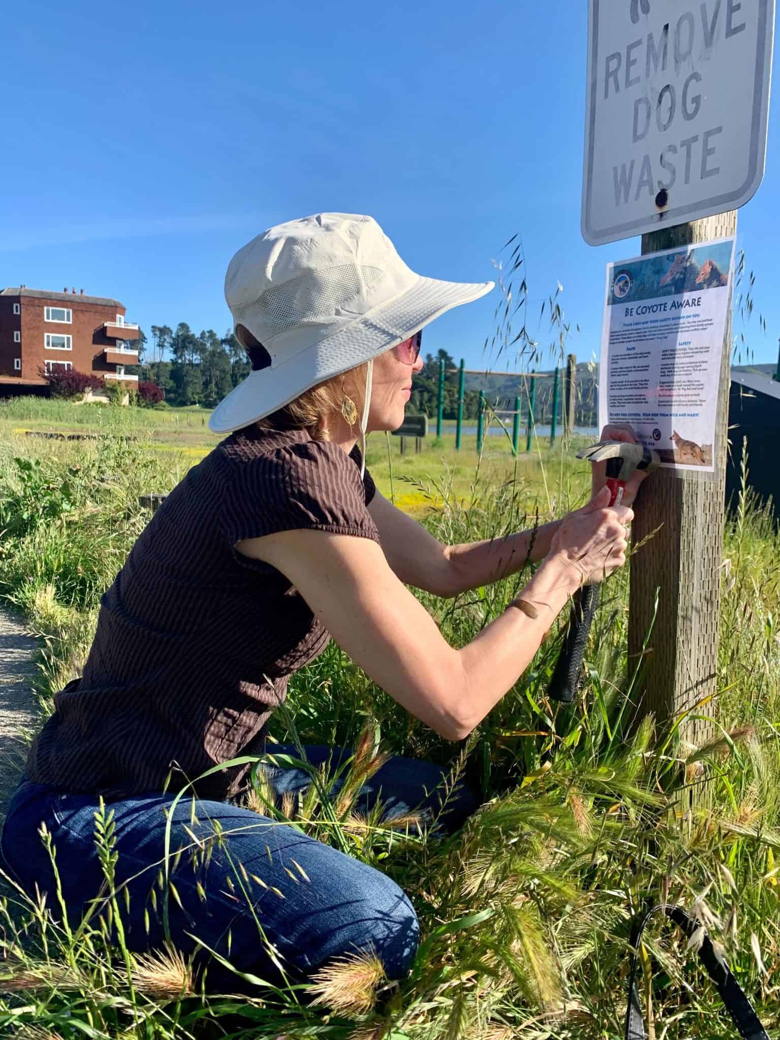 Half a Million Coyotes Are Killed Each Year. Project Coyote Wants That ...