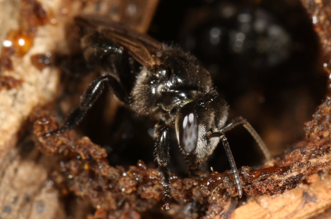 Your A-Z Guide to Bee Species - A-Z Animals