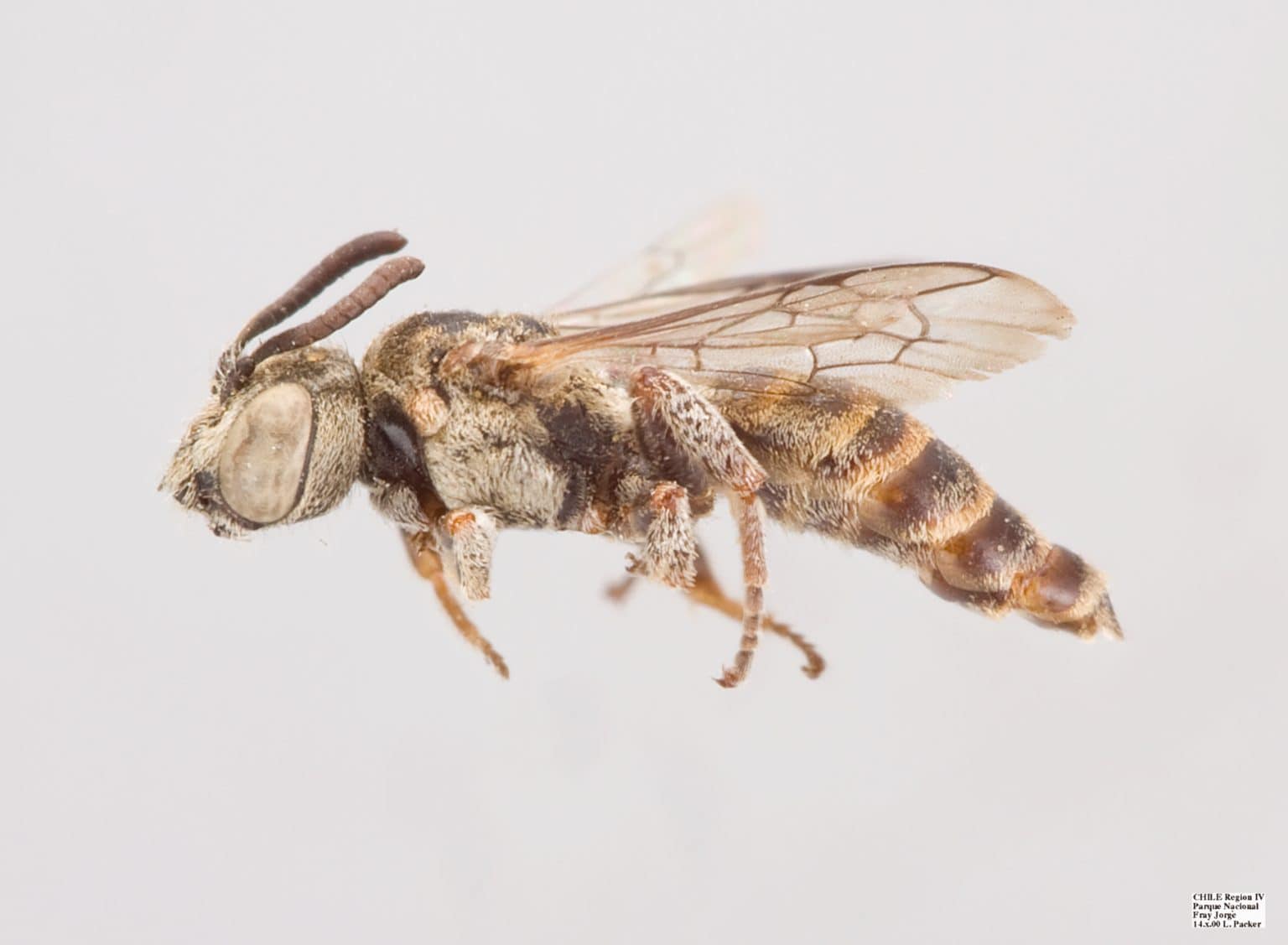 Your A-Z Guide to Bee Species - A-Z Animals