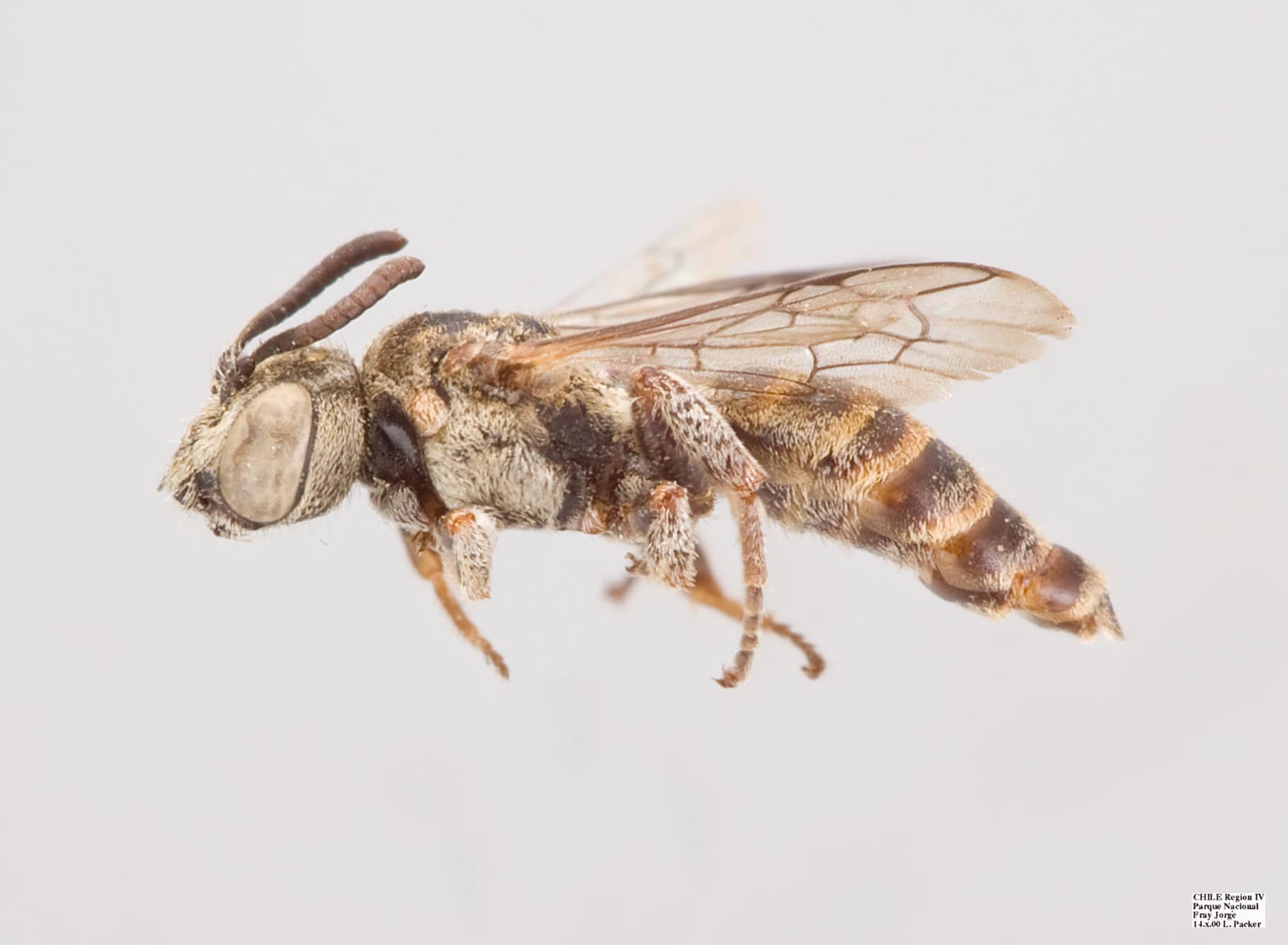Your A-Z Guide to Bee Species - A-Z Animals