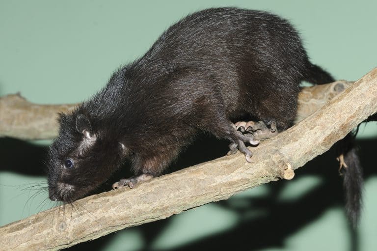 The Largest Rats in the World, From Giant Cloud Rats to Bamboo Rats - A ...