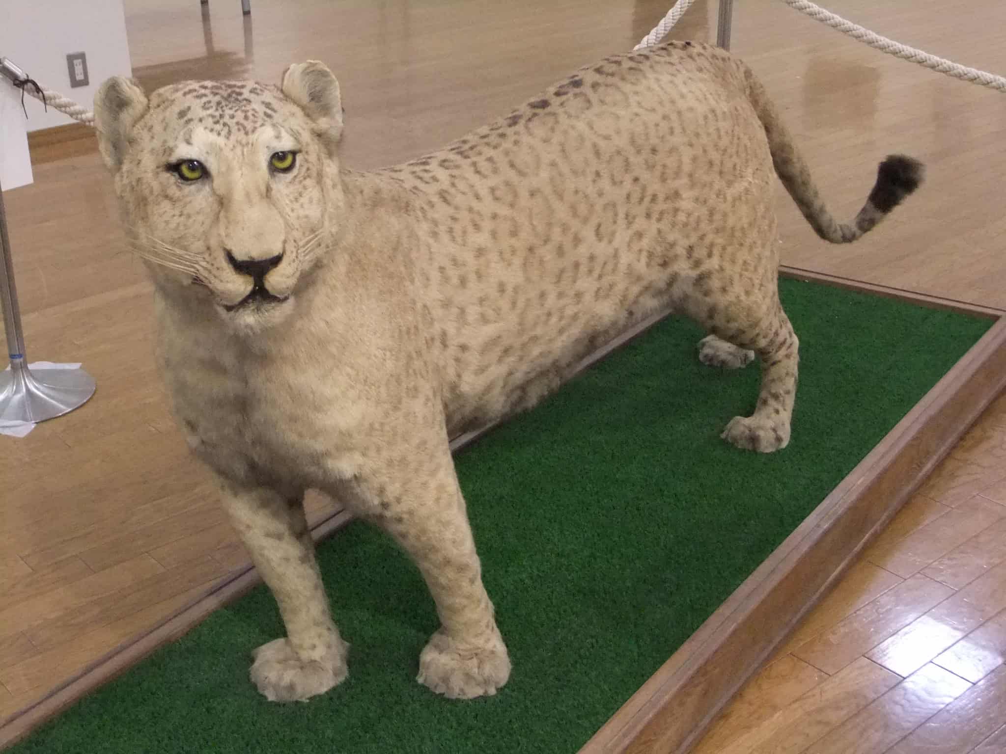 The Strangest Animal Hybrids, From Zonkeys to Wolphins - A-Z Animals