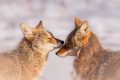 Why Urban Coyotes Prowl Modern Cities During Mating Season - A-Z Animals