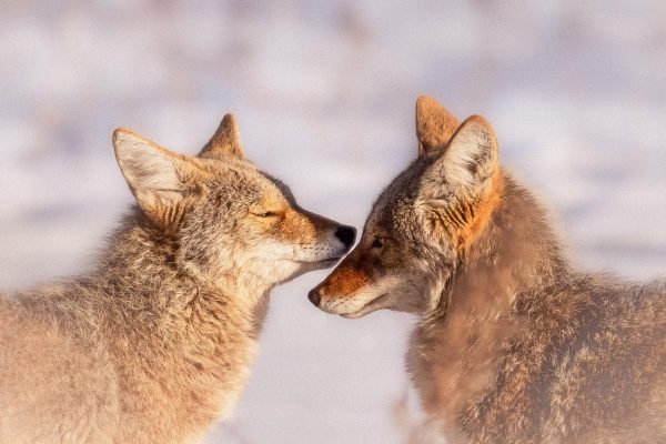 Red Wolf vs Coyote: What Are the Differences? - A-Z Animals