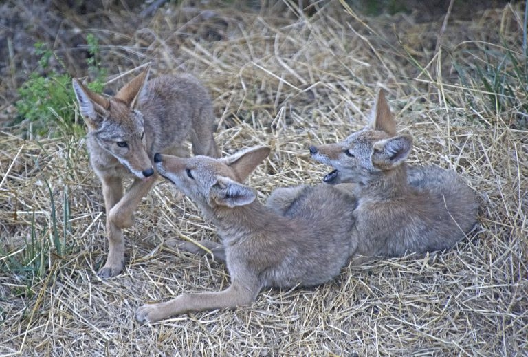 Half a Million Coyotes Are Killed Each Year. Project Coyote Wants That ...