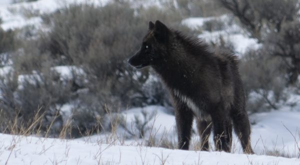 Watch a Wild Pack of Wolves Chase a Grizzly Bear Up a Tree in ...