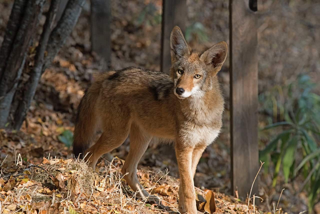 Half a Million Coyotes Are Killed Each Year. Project Coyote Wants That ...