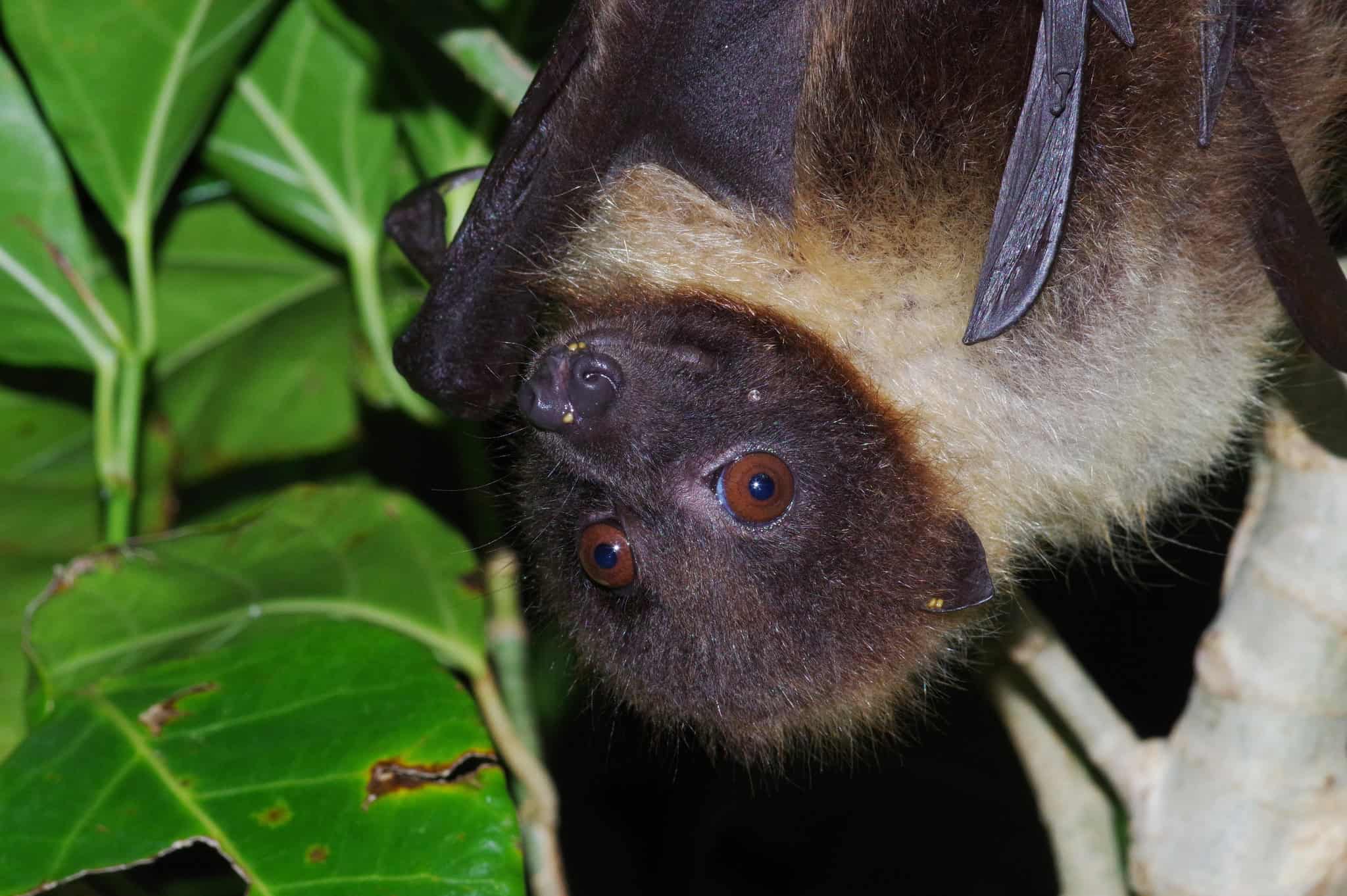 This Yawning Bat May Just Melt Your Heart - A-Z Animals