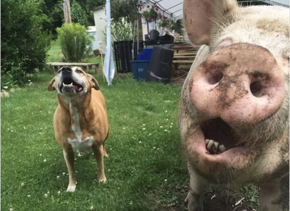 8 Cutest Animal Friendships Ever Caught on Camera - A-Z Animals