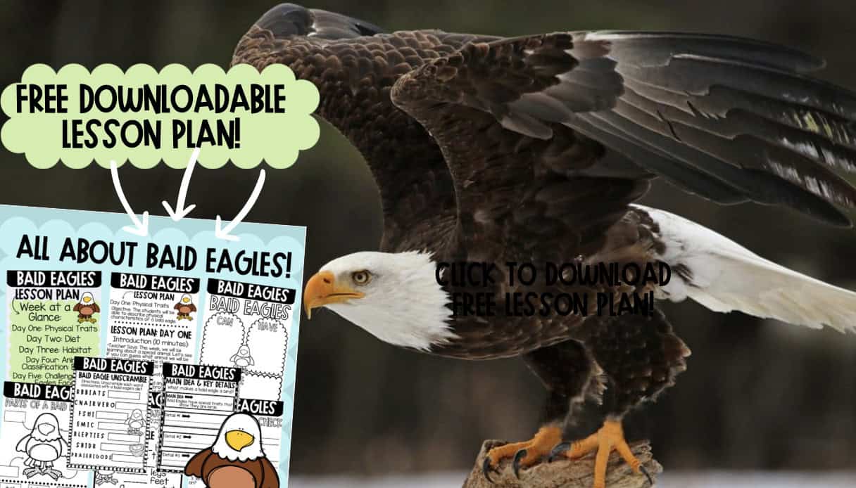 27 Fascinating Bald Eagle Facts That Make It The Coolest Bird - A-Z ...