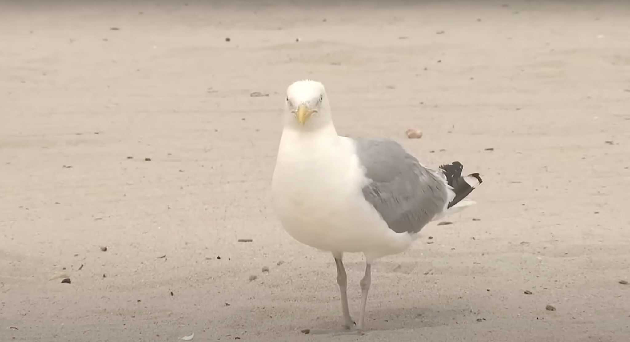Meet Cecil, the Food-Stealing Seagull - A-Z Animals