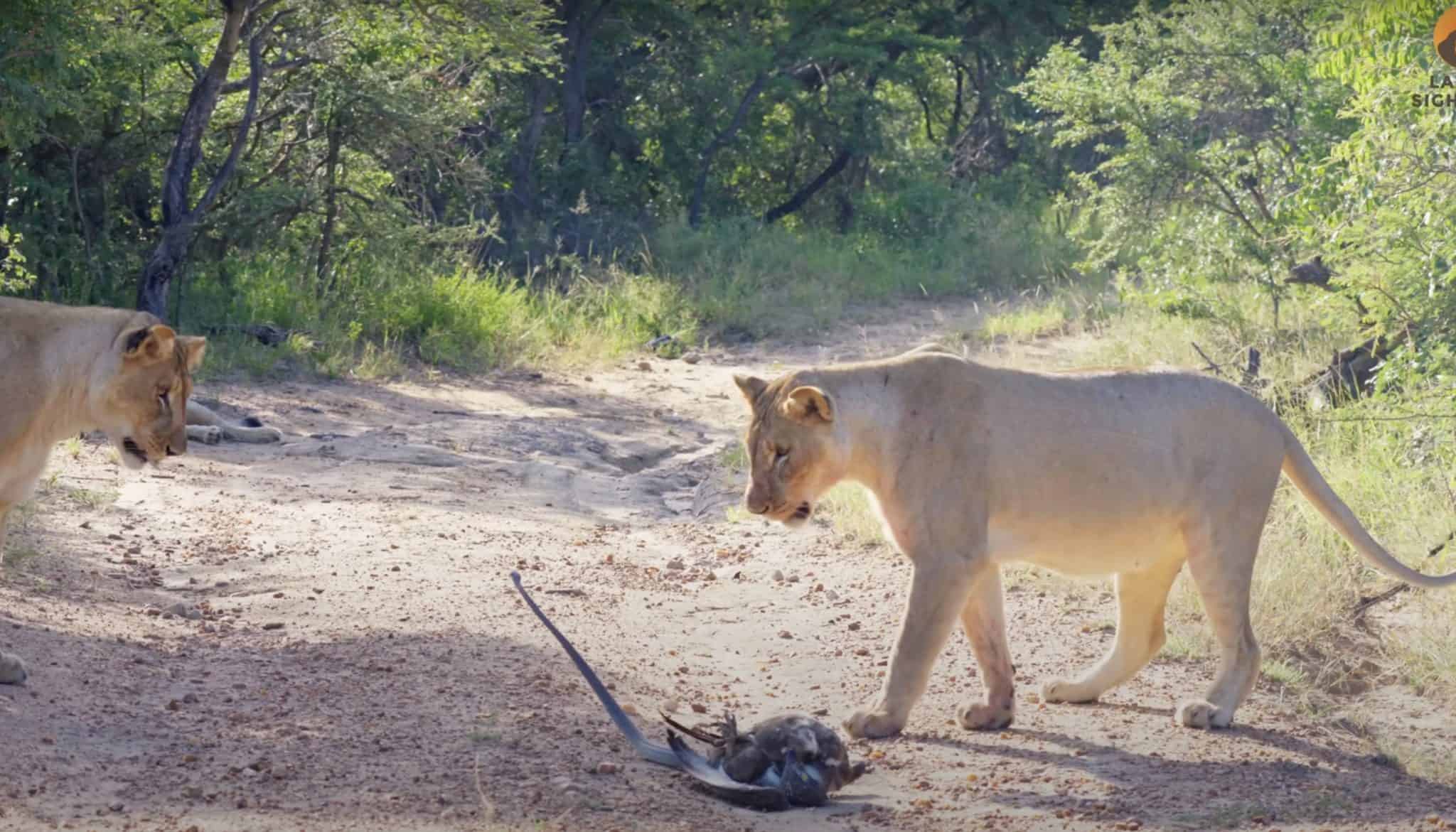 Mapogo Lion Coalition: The Deadliest Lions on Record - A-Z Animals