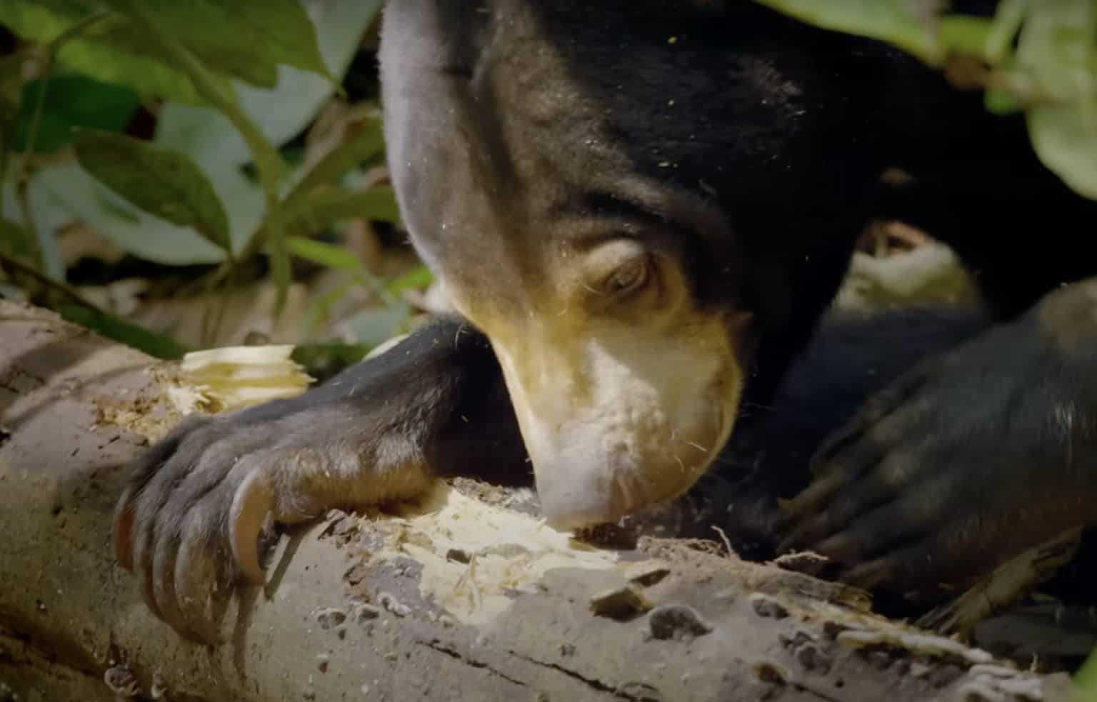 Meet the Sun Bear, the Smallest Bear in the World - A-Z Animals