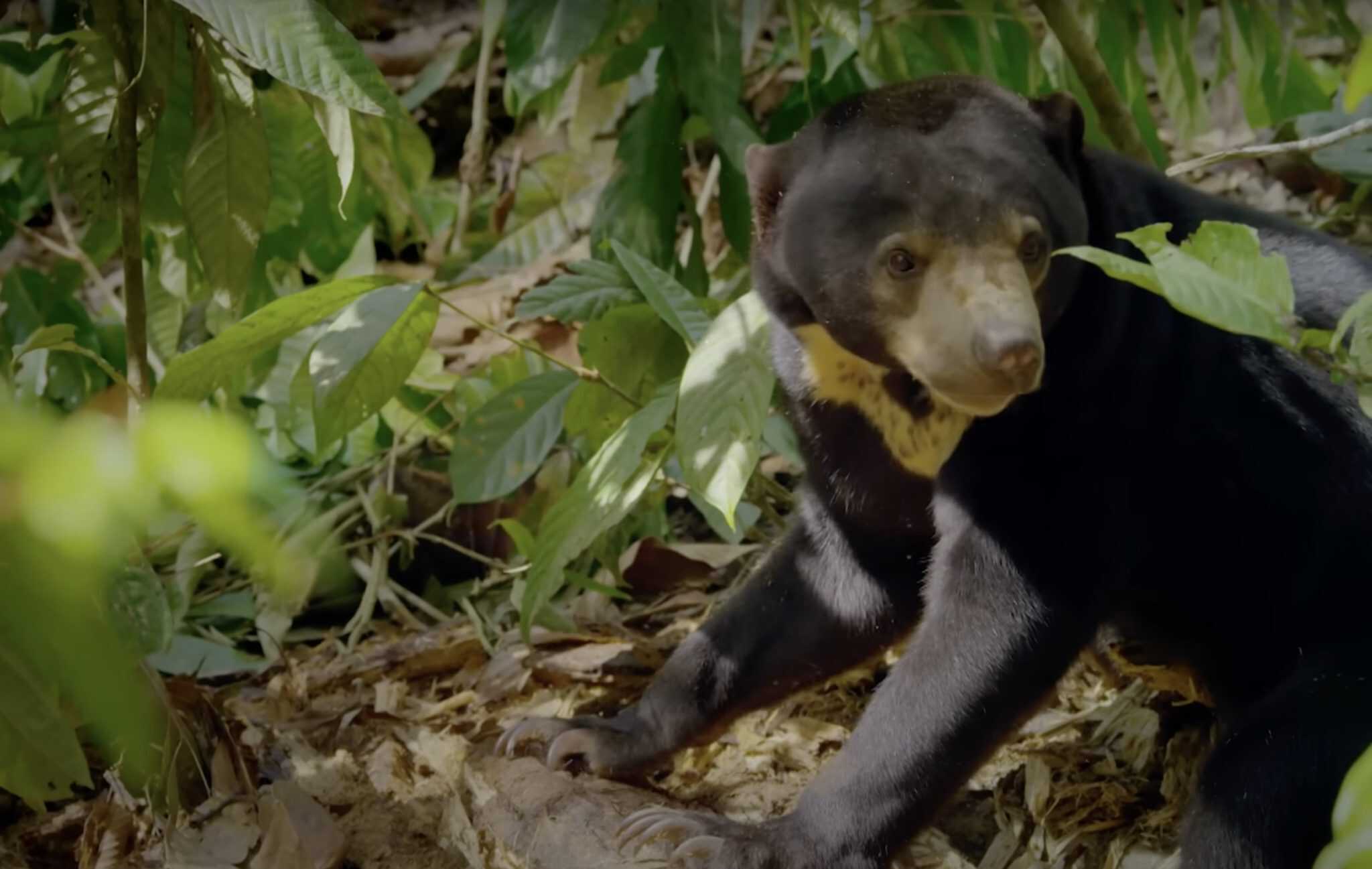 Meet the Sun Bear, the Smallest Bear in the World - A-Z Animals