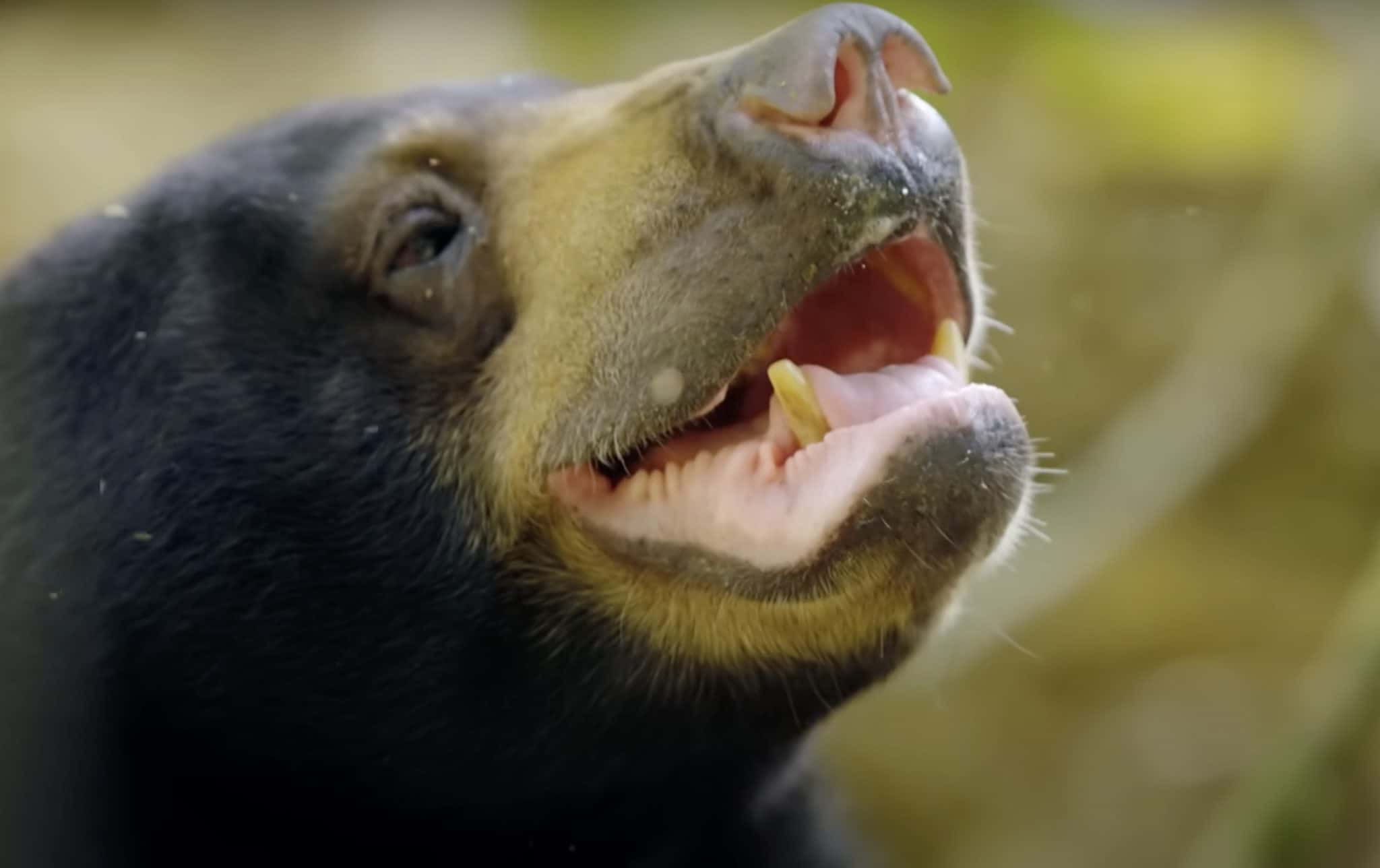 Meet the Sun Bear, the Smallest Bear in the World - A-Z Animals