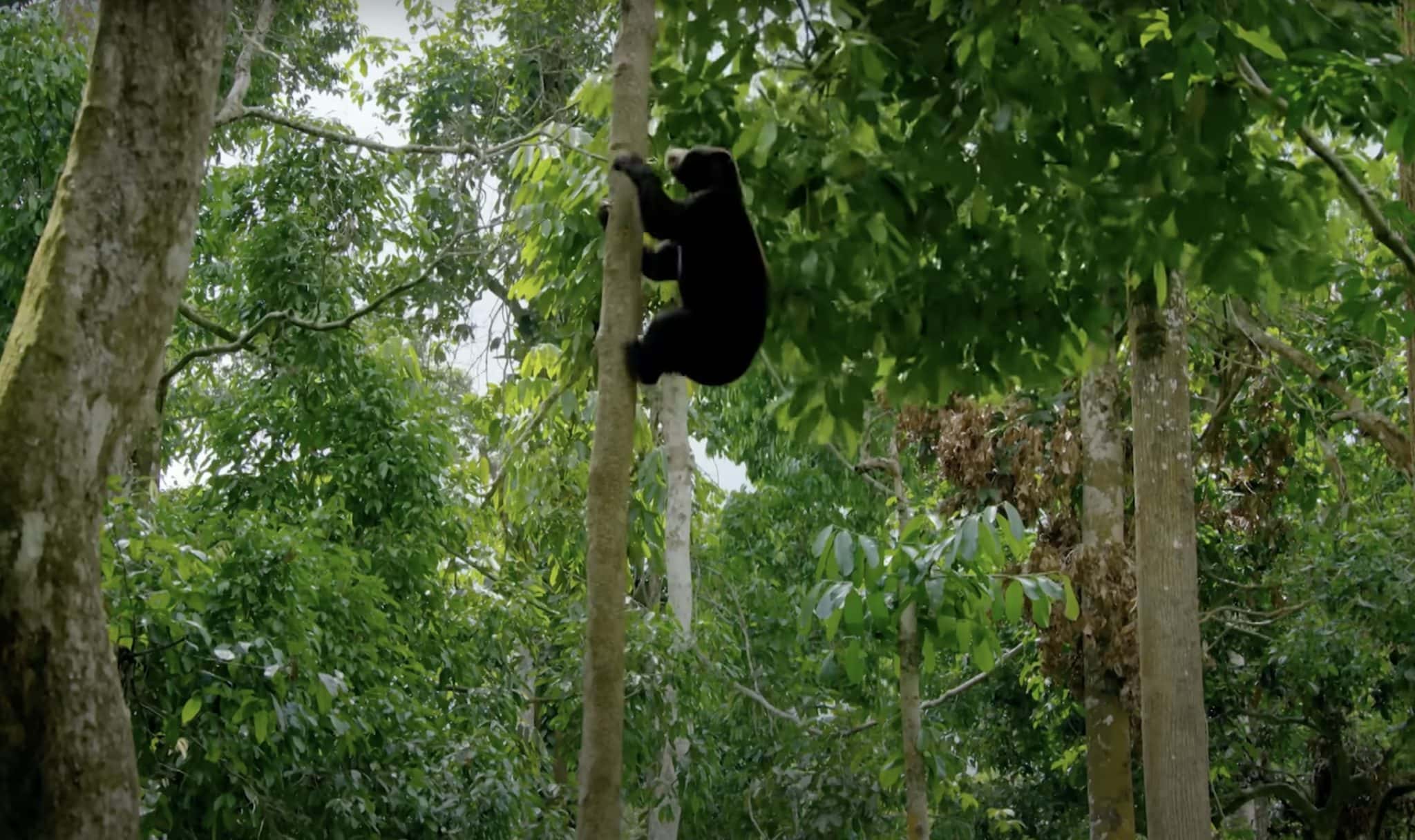 Meet the Sun Bear, the Smallest Bear in the World - A-Z Animals
