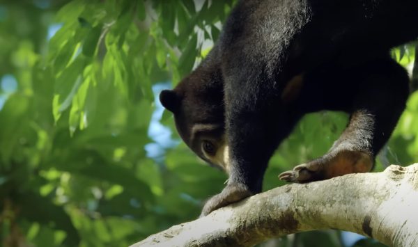 Meet the Sun Bear, the Smallest Bear in the World - A-Z Animals