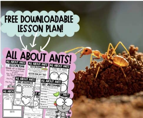 Amazing Ants: Free Downloadable Unit Plan for Kids - A-Z Animals