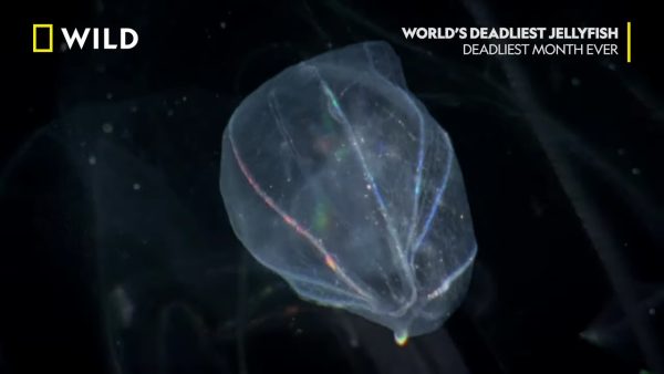 The Brainless, Big-Mouthed Jellyfish That Looks Like a Floating Disco Ball - A-Z Animals