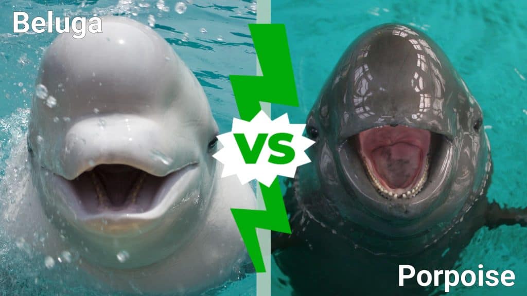 What's the Difference Between a Beluga vs. a Porpoise? - A-Z Animals