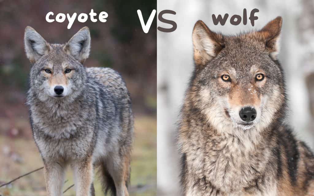 Do Coyotes Bark? Understand the 11 Common Sounds They Make - A-Z Animals