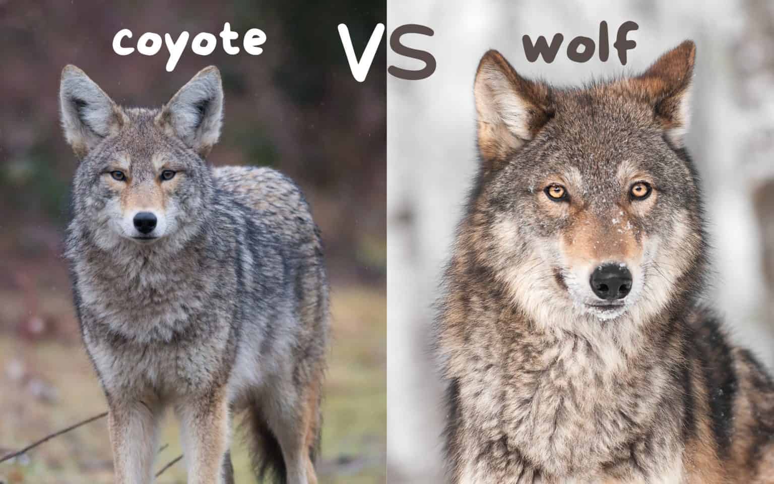 Wolf vs Coyote: How to Spot the Difference - A-Z Animals