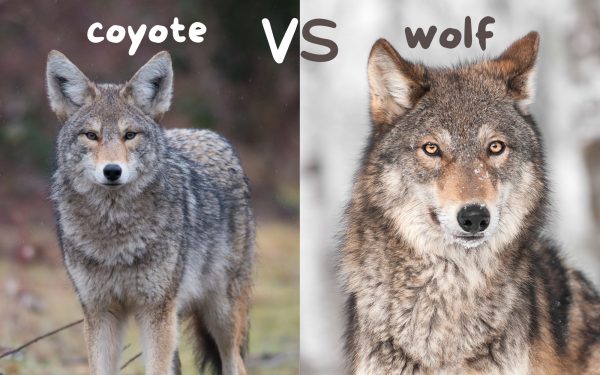 Coyote Predators: What Eats Coyotes? - A-Z Animals