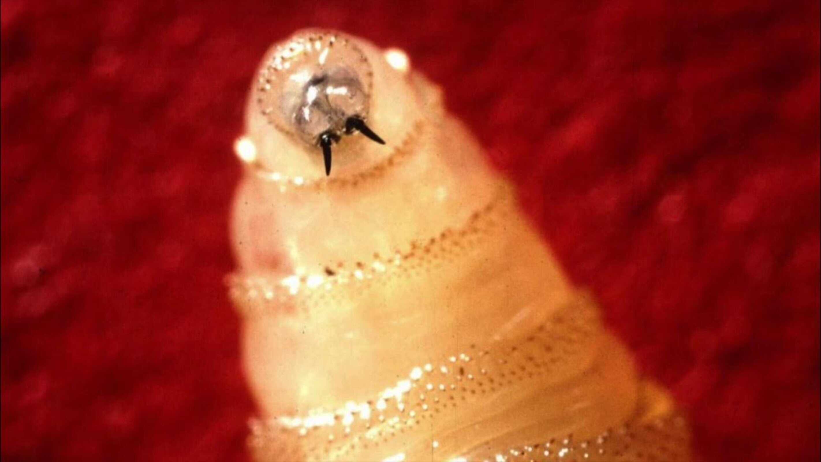 The Flesh-Eating Fly That Could Return to the US After Decades of ...