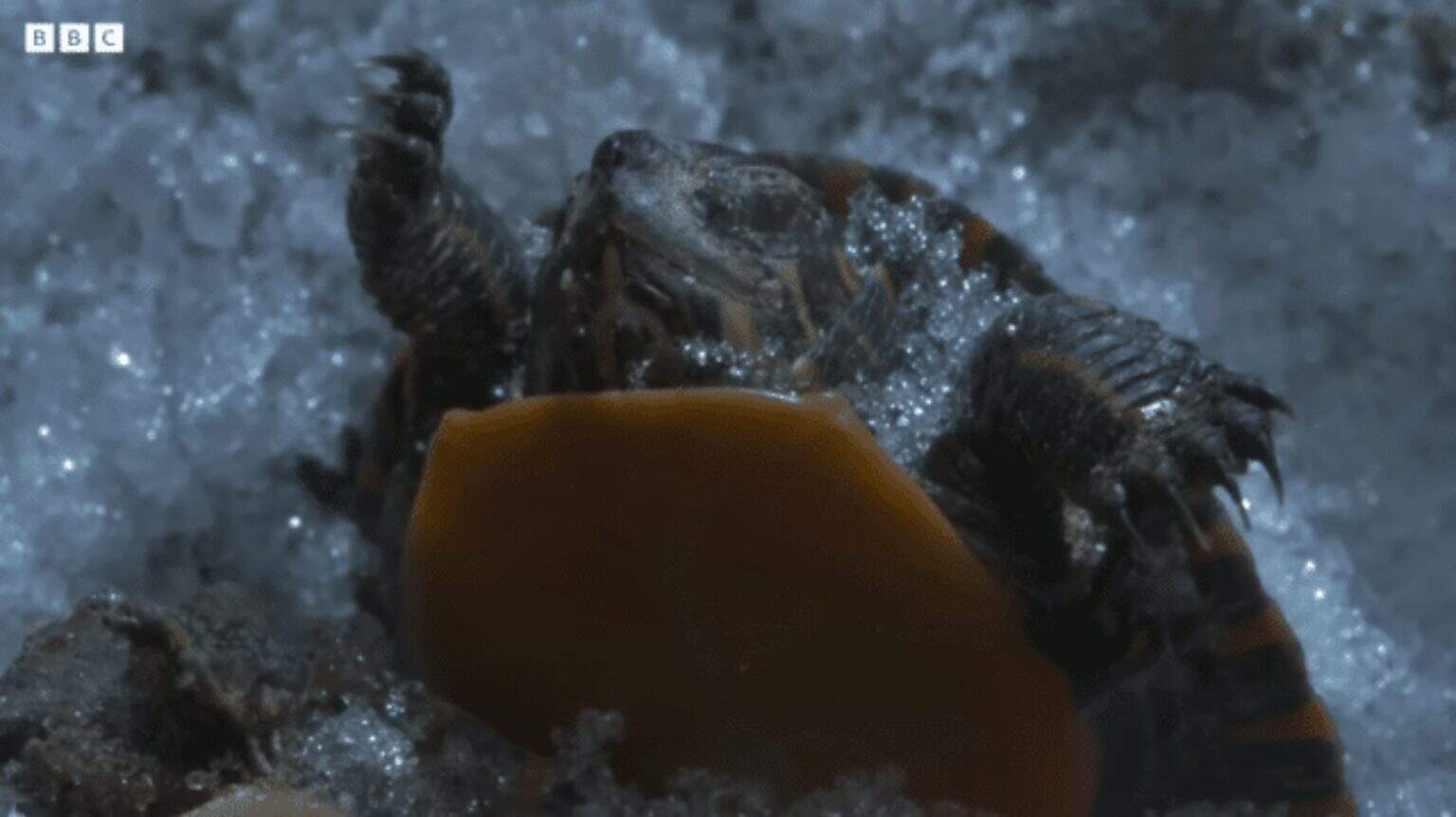 How Long Can Turtles Hold Their Breath Underwater? - A-Z Animals