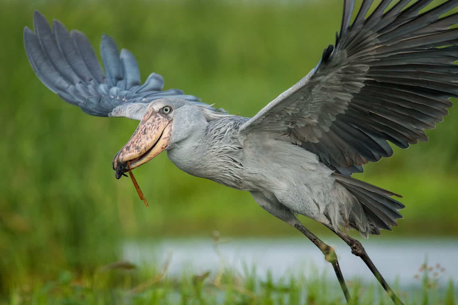 Shoebill Stork Animal Facts - Balaeniceps rex - A-Z Animals