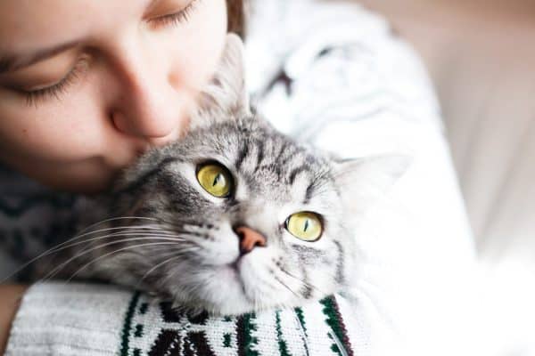 Curl Up With These 31 Cozy Cats This Fall - A-Z Animals