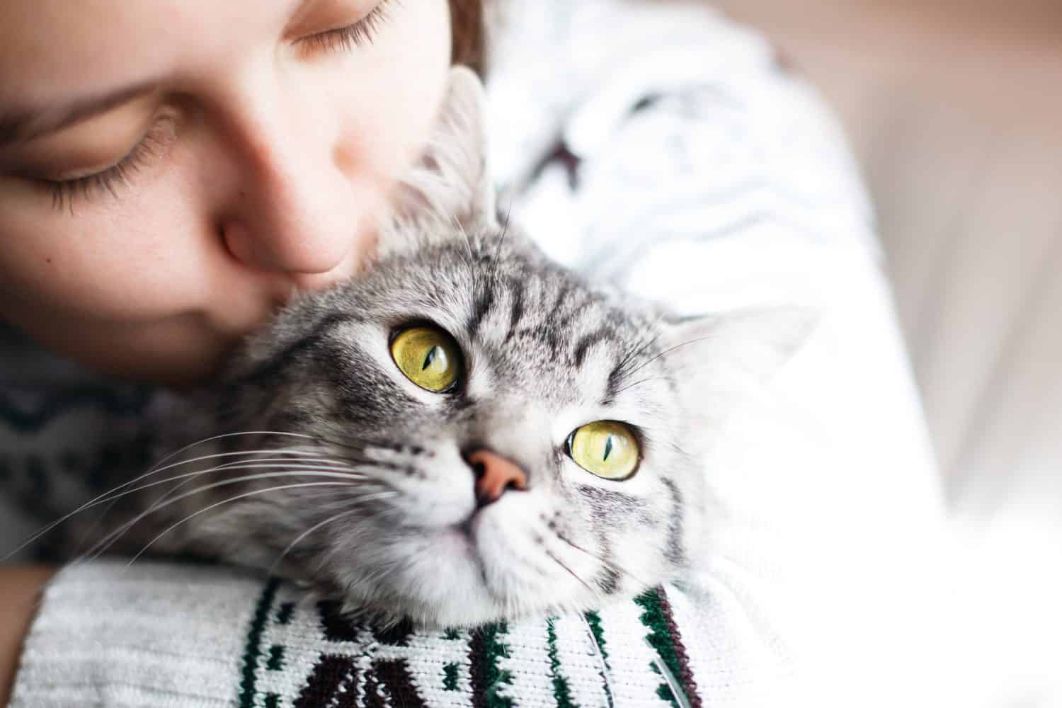 Curl Up With These 31 Cozy Cats This Fall - A-Z Animals