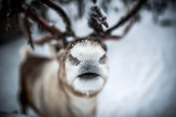 What Reindeer Can Teach Us About Surviving Extreme Winter - A-Z Animals