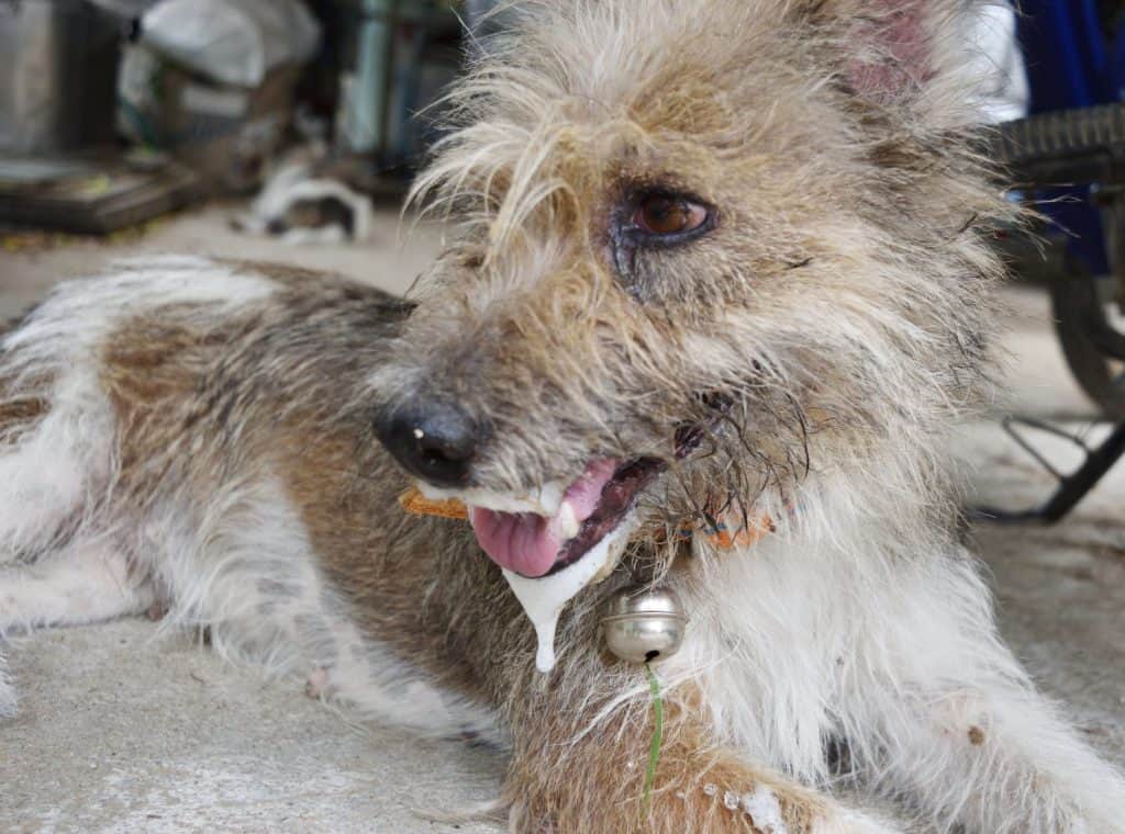 How Rabies Spreads From Wild Animals to Pets and People - A-Z Animals