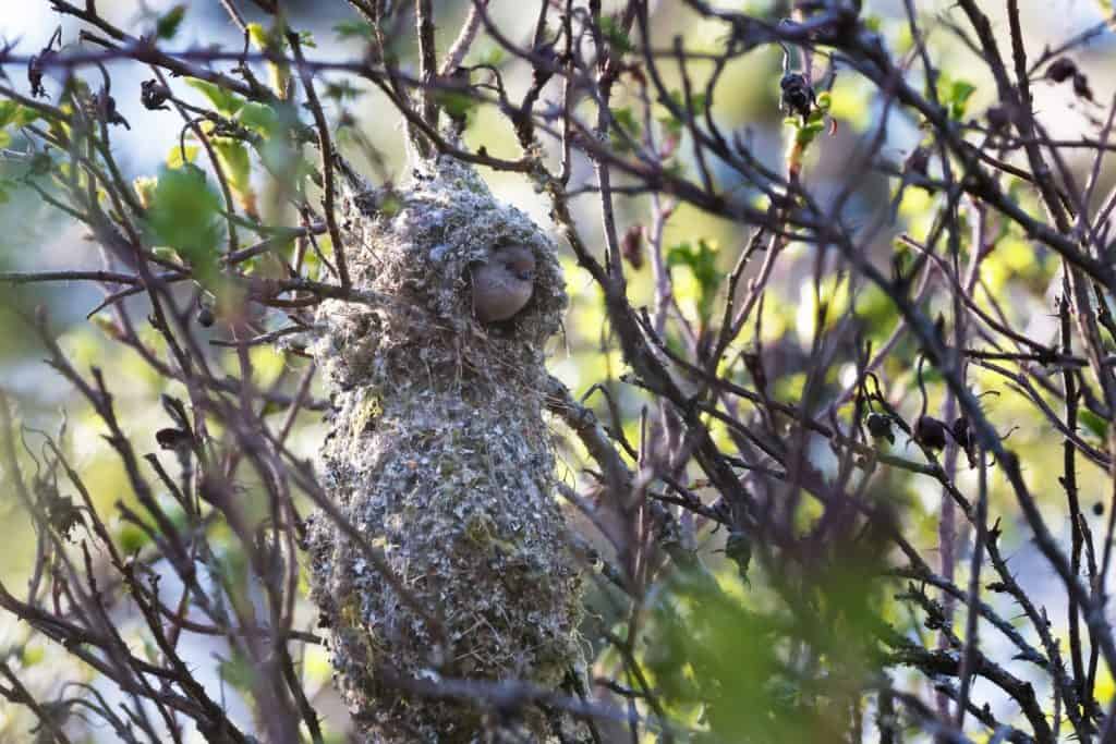 The World's Most Interesting Bird Nests - A-Z Animals