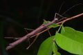 Meet the Species Discovered in 2025 - A-Z Animals